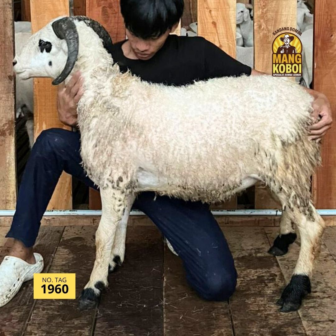 Domba | Mangkoboii